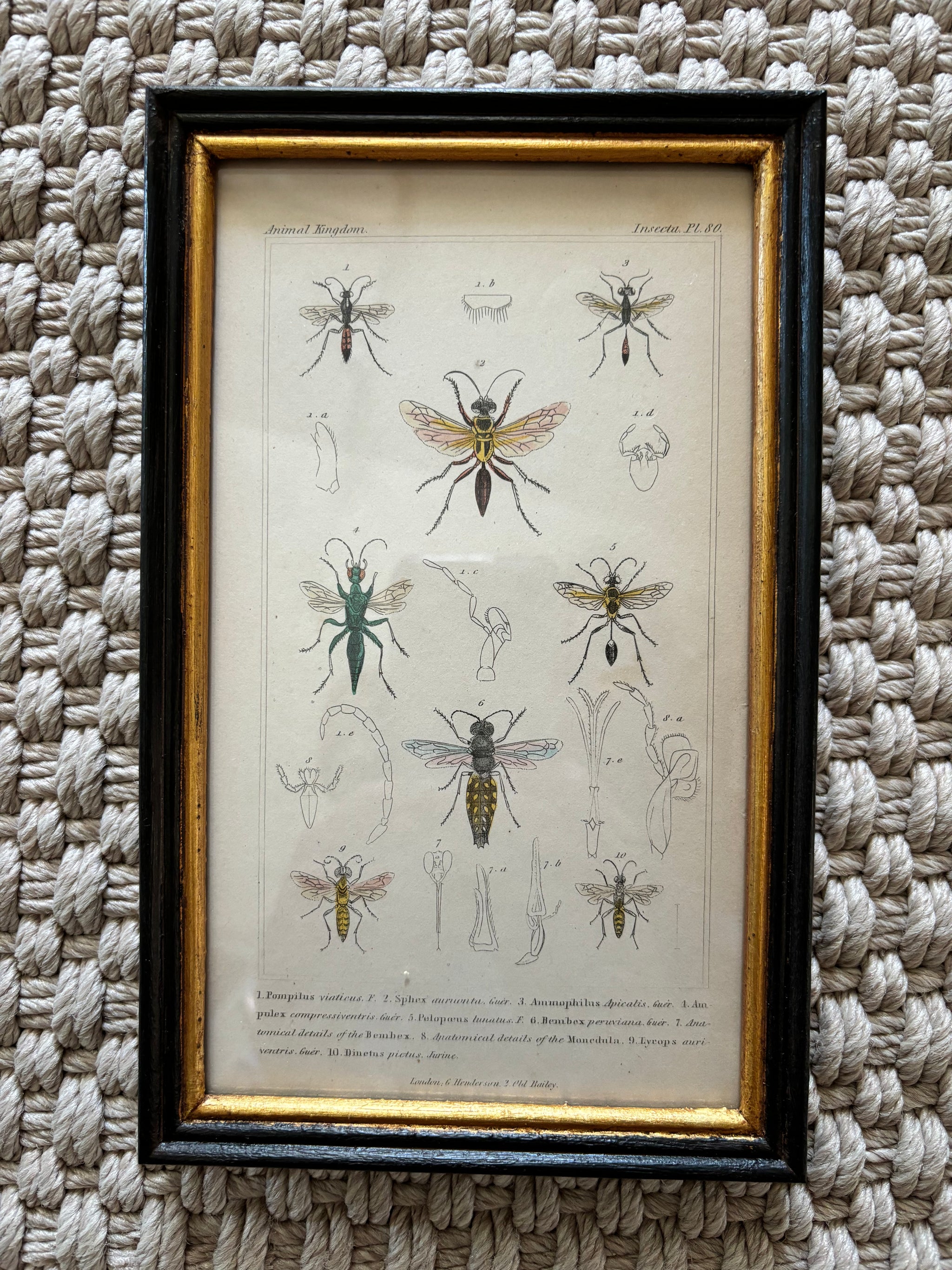 Illustrated Insects Print, Wasps