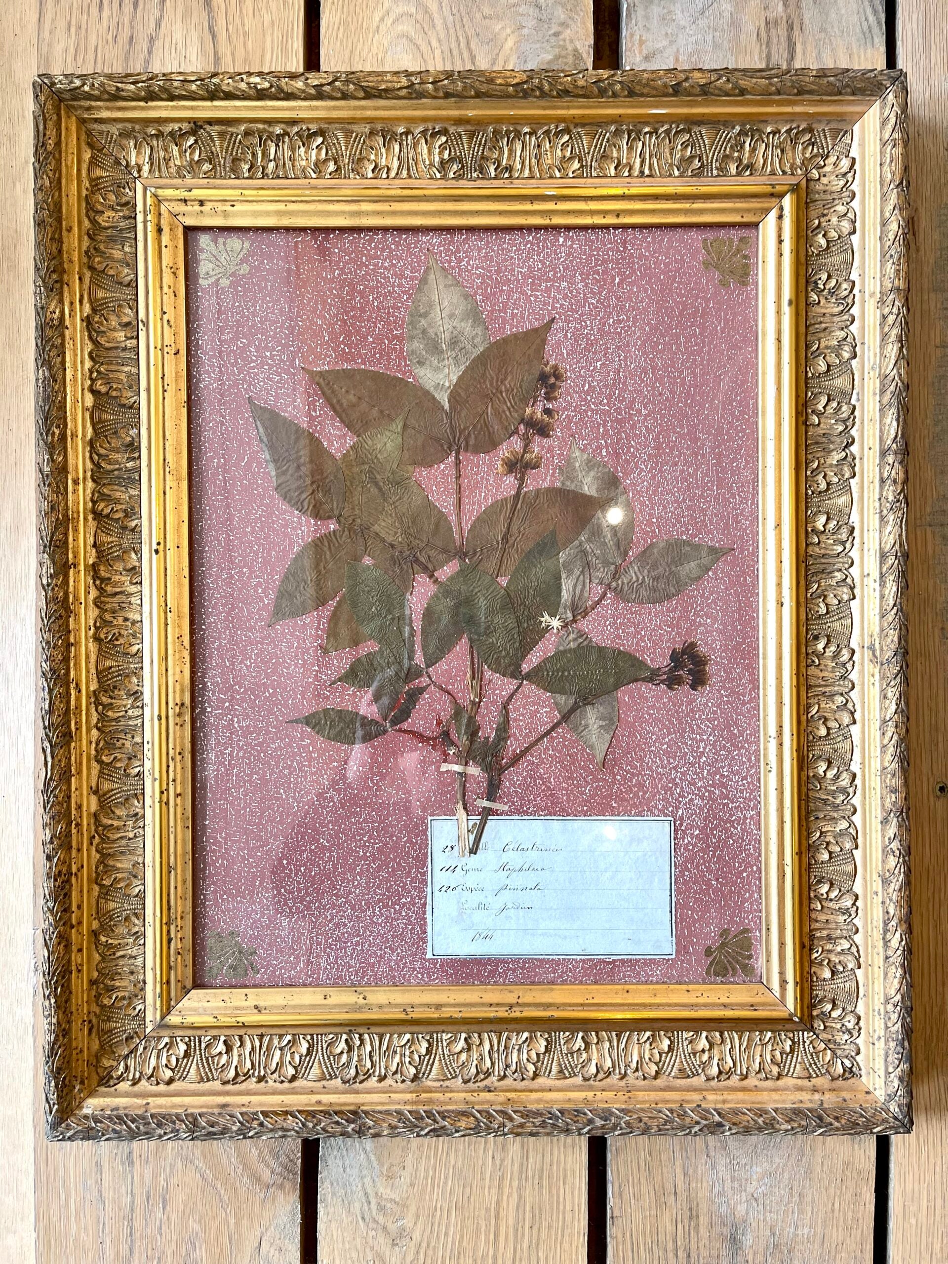 Antique Botanical with Gilded Frame and Rose Background