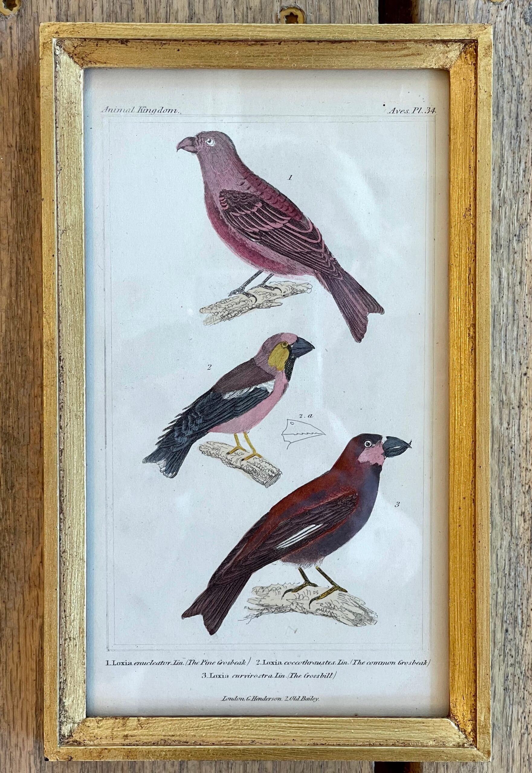 Beautiful Framed Lithograph c 1800s