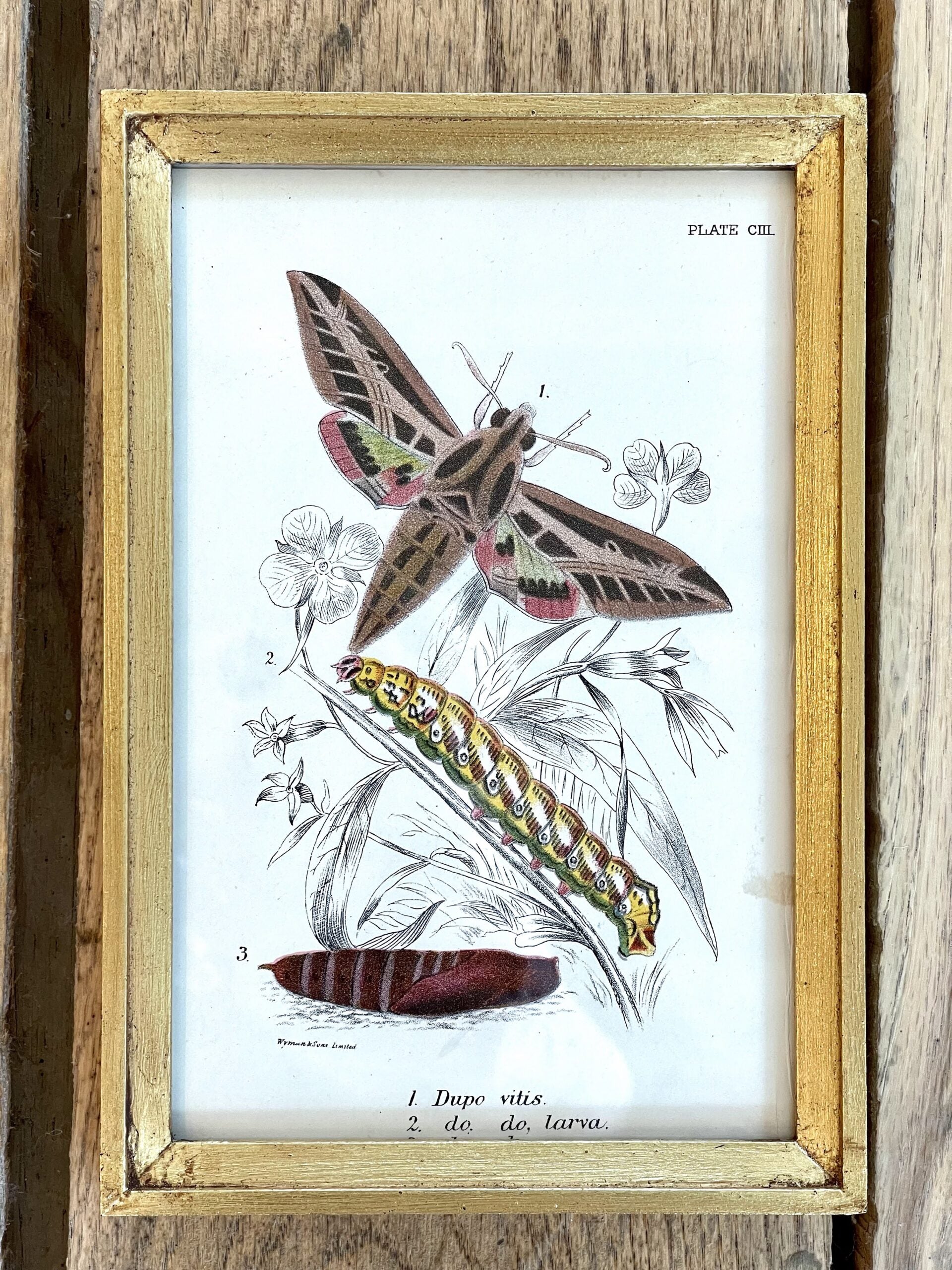 Beautiful Framed Lithograph c 1800s